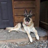 2019 — 2019 Furry Tails Foot Race — Race Roster — Registration ...